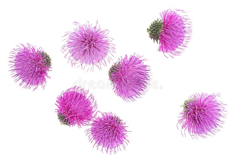 Spring Young Thistle Flower Buds Isolated on White Background, Top View ...