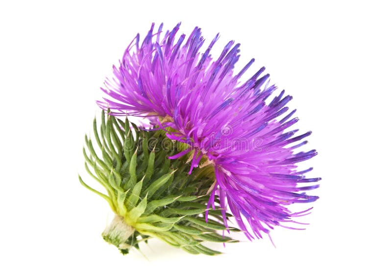 Spring Young Thistle Flower Head on White Background Stock Image ...