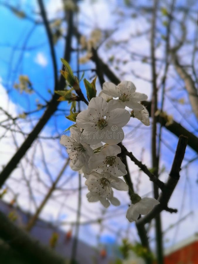 Spring for your soul stock image. Image of soul, inspired - 287143979