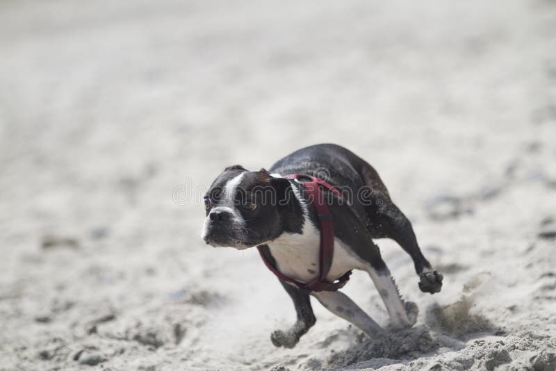Springa Boston Terrier arkivfoto. Bild av skräckare, barkeeperen - 48726820