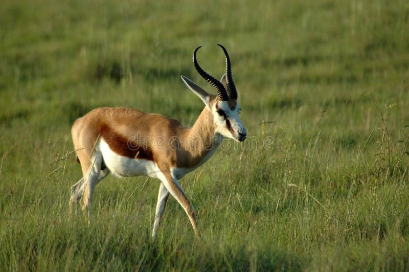 Springbock in South Africa stock photo. Image of fast - 1165228