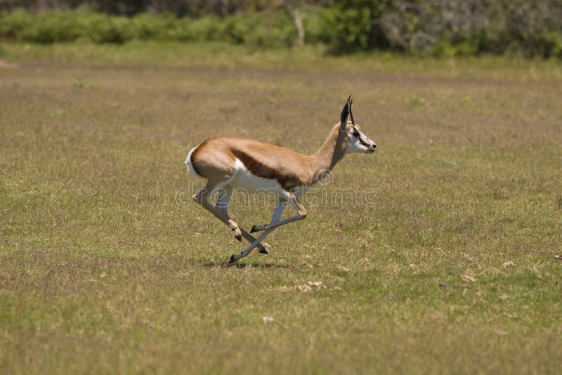 Springbock stockfoto. Bild von einstellen, auslegung - 13063574
