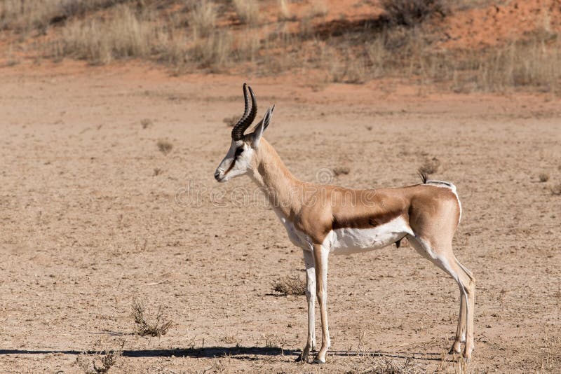 Springbock in Kalahari, Südafrika Wild Lebende Tiere Stockbild - Bild ...