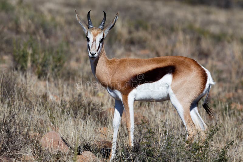 Springbock-Antilopen - Antidorcas Marsupialis - Springbuck In Afrika ...