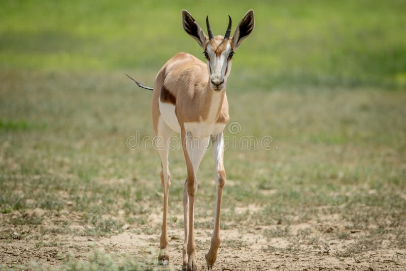 Gehender Springbock - Park Der Wild Lebenden Tiere Stockfoto - Bild von ...