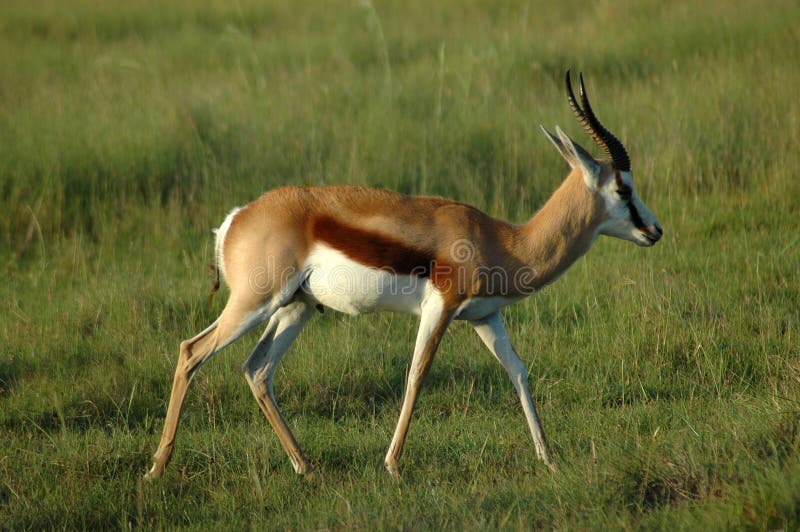 Springbock en Suráfrica imagen de archivo. Imagen de saltar - 1165283