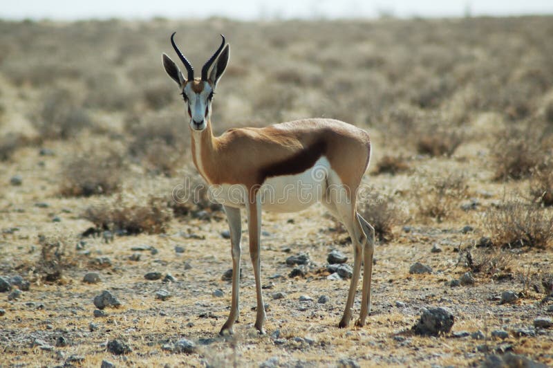 Springbock in Etosha stockfoto. Bild von oekosystem, busch - 212628