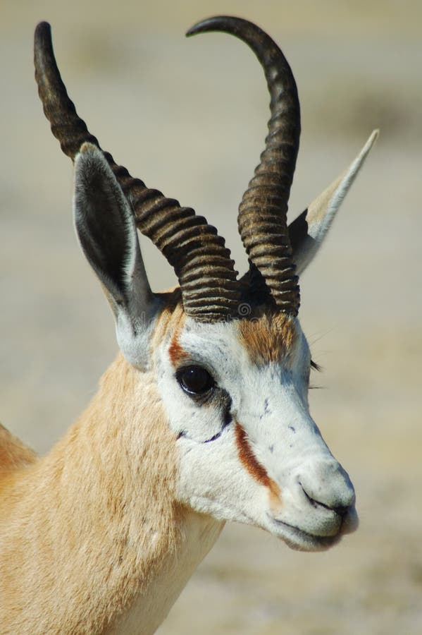 Springbock in Etosha stockbild. Bild von wüste, springbock - 238037