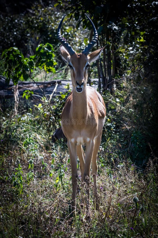 Springbock im Busch stockbild. Bild von springbock, anstarren - 63394591