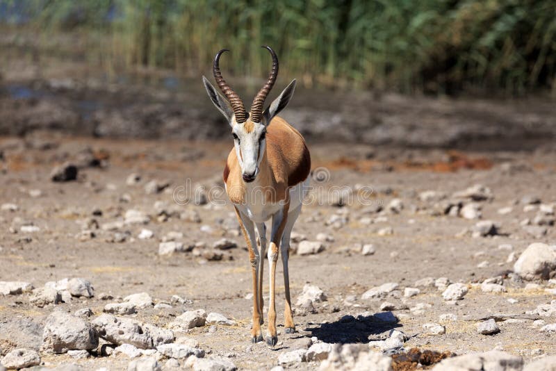 Springbok after Drinking at a Water Hole Stock Image - Image of ...