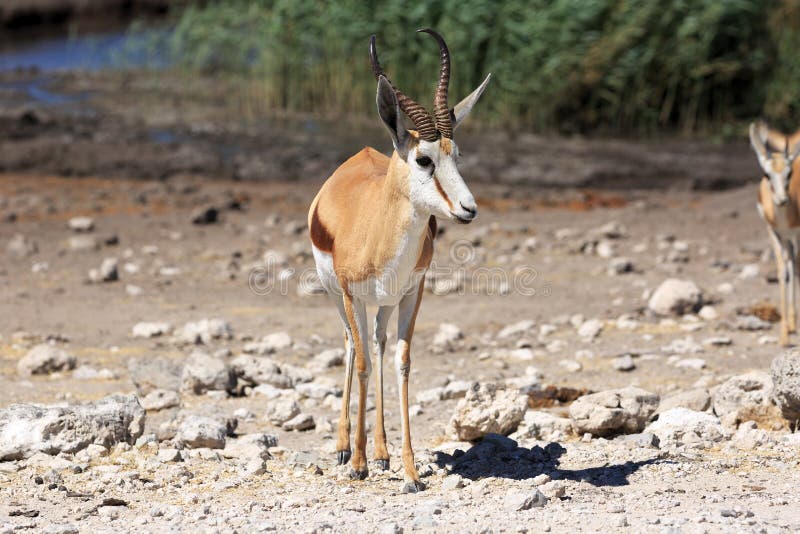 Springbok after Drinking at a Water Hole Stock Image - Image of ...