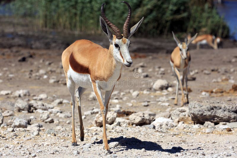 Springbok after Drinking at a Water Hole Stock Image - Image of horn ...