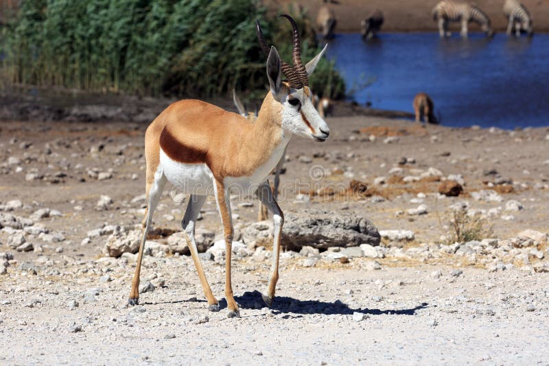 Springbok after Drinking at a Water Hole Stock Photo - Image of nature ...