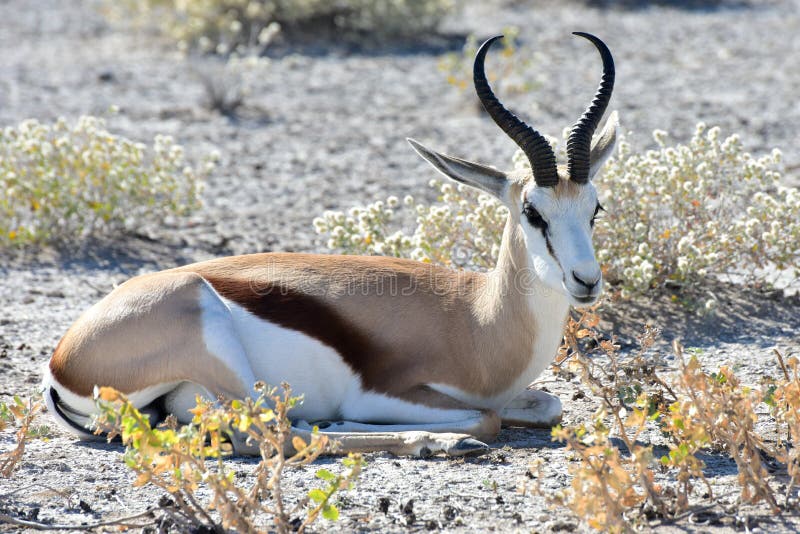 Springbock in Nationalpark Etosha Stockfoto - Bild von nett, frech ...