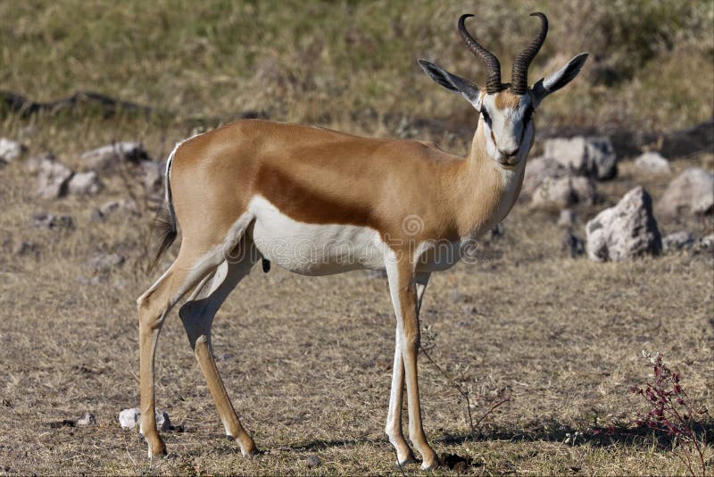 Springbock in Etosha stockfoto. Bild von steppe, gazelle - 212628