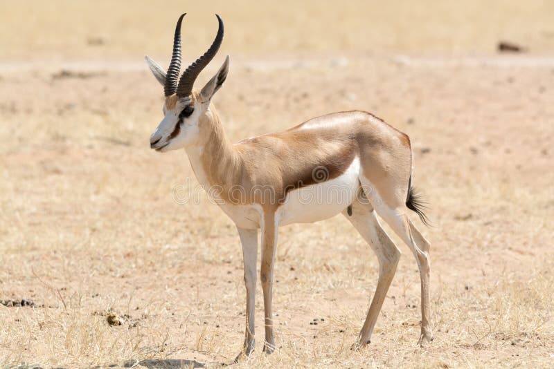 Springbock, portrait stock photo. Image of antilope, etosha - 60308938