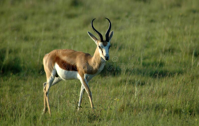 Springbock in South Africa stock photo. Image of conservation - 1165050