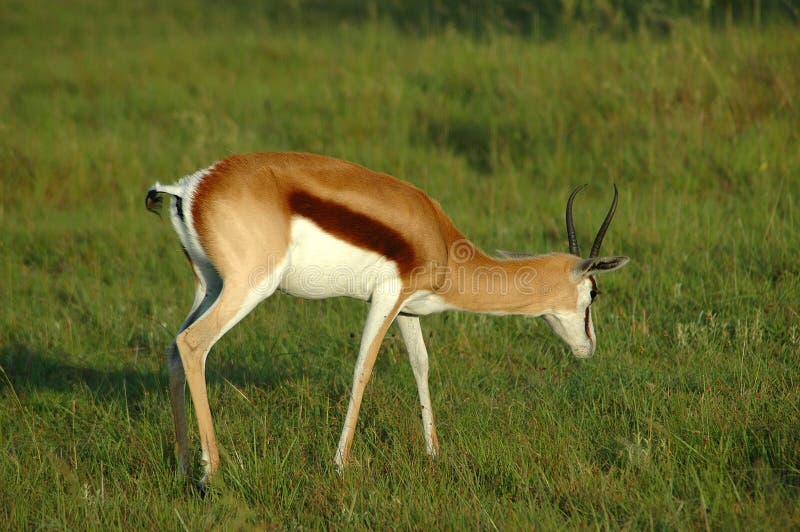 Springbock in South Africa stock photo. Image of fast - 1165228