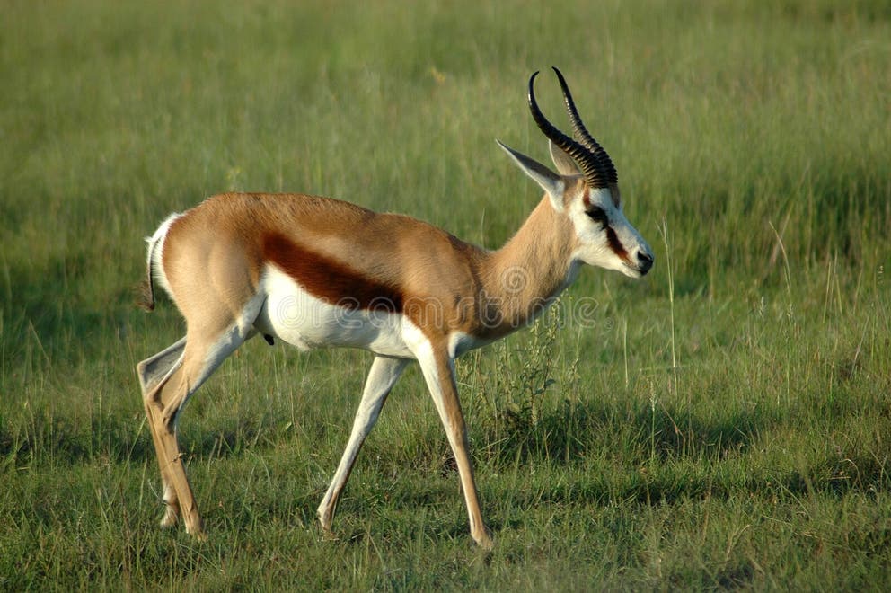 Springbock in South Africa stock photo. Image of fast - 1165228