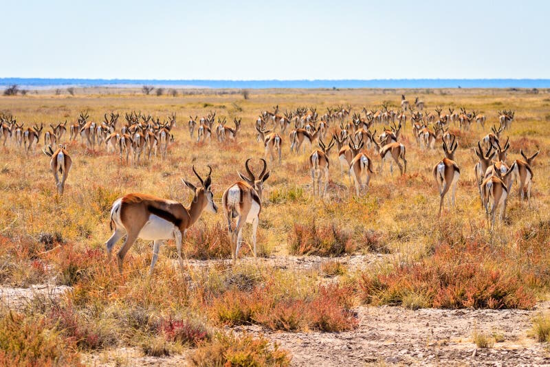 Springbockherde Auf Der Savanne Nationalparks Etosha, Namibia, Afrika ...