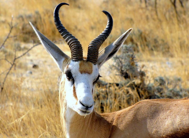 6,718 Springbok Stock Photos - Free & Royalty-Free Stock Photos from ...