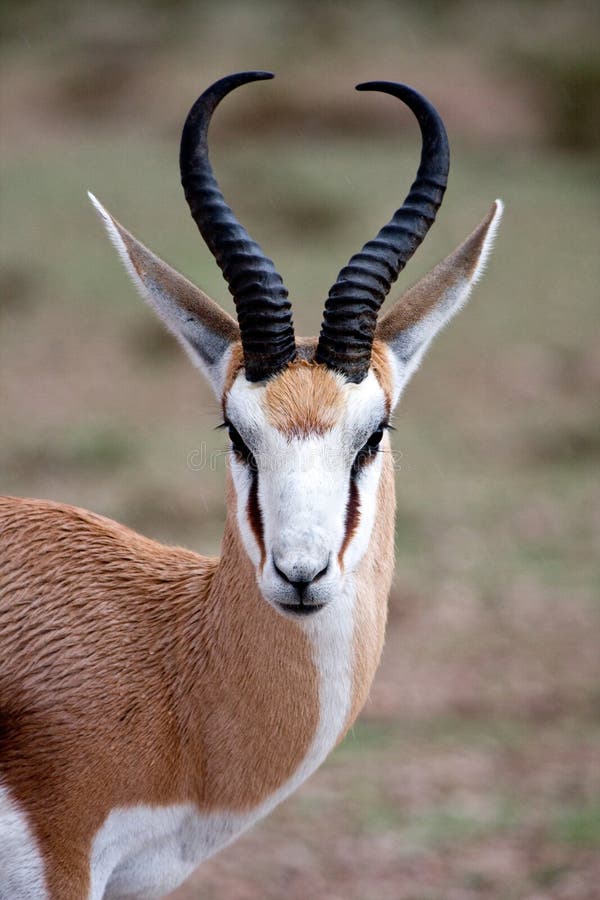 6,813 Springbok Stock Photos - Free & Royalty-Free Stock Photos from ...