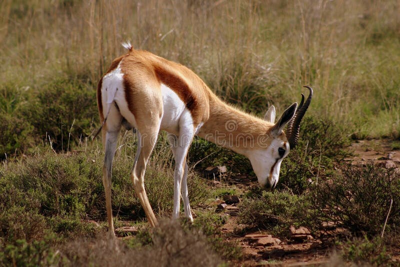Springbok Picture. Image: 1280862