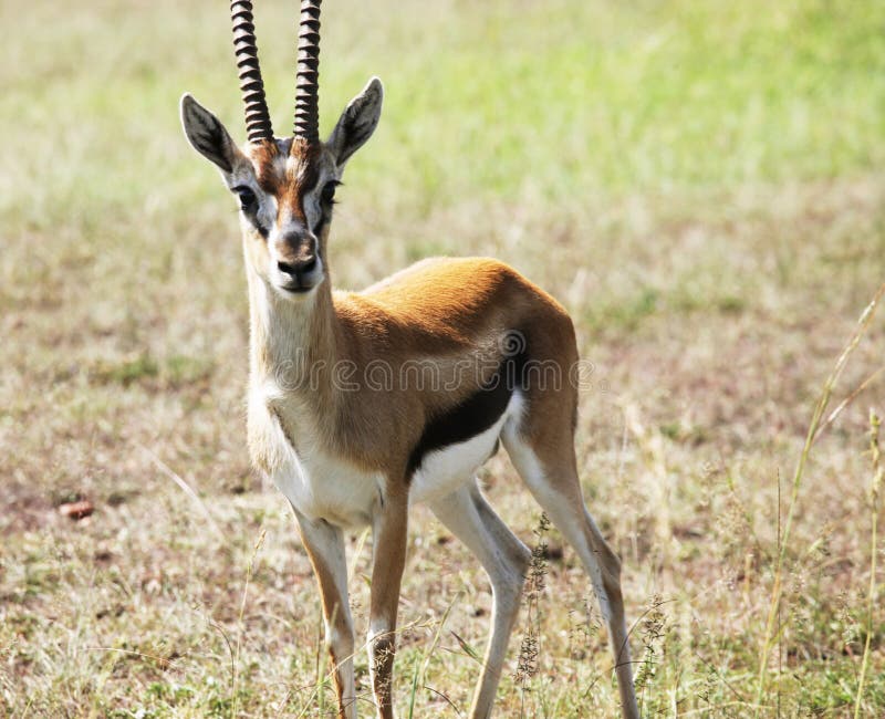Springbok stock image. Image of antelope, safari, animal - 12845153