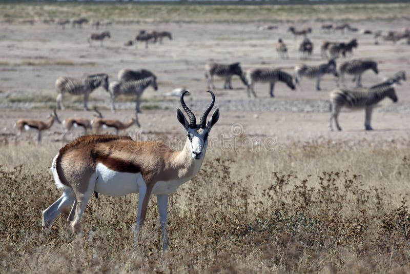 Springbok stock photo. Image of african, africa, etosha - 21059976
