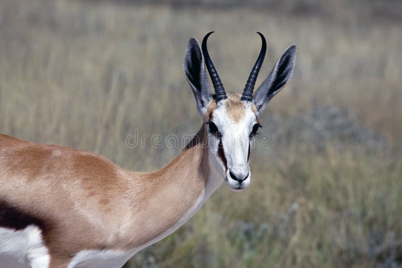 Beautiful Springbok Captured from Behind in the Middle of the Desert ...