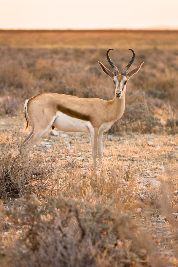 24+ Springbok head Free Stock Photos - StockFreeImages