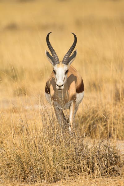 Springbok stock photo. Image of namibia, grazing, grasslands - 17927372