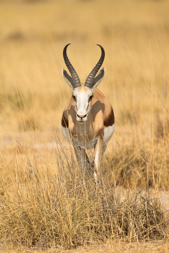 Springbok stock photo. Image of namibia, grazing, grasslands - 17927372