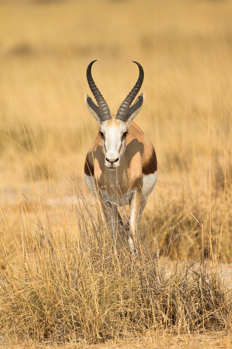 7,243 Springbok Stock Photos - Free & Royalty-Free Stock Photos from ...