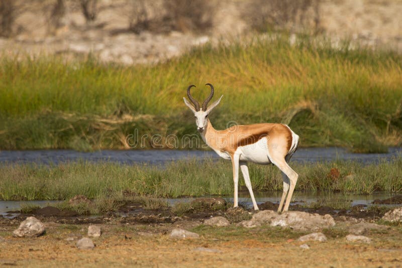 Springbok stock photo. Image of kalahari, face, mammal - 18389124
