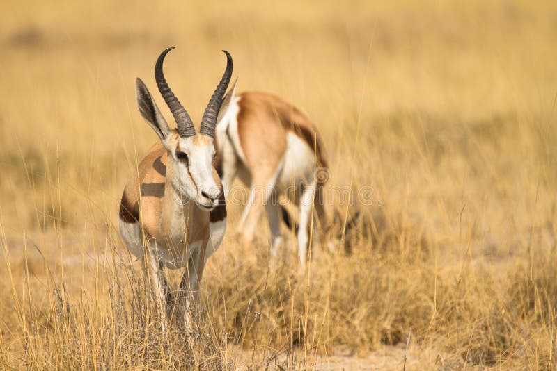 Springbok stock photo. Image of kalahari, face, mammal - 18389124