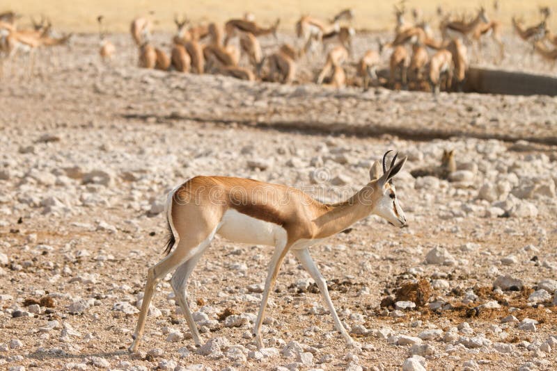 Springbok stock photo. Image of kalahari, face, mammal - 18389124
