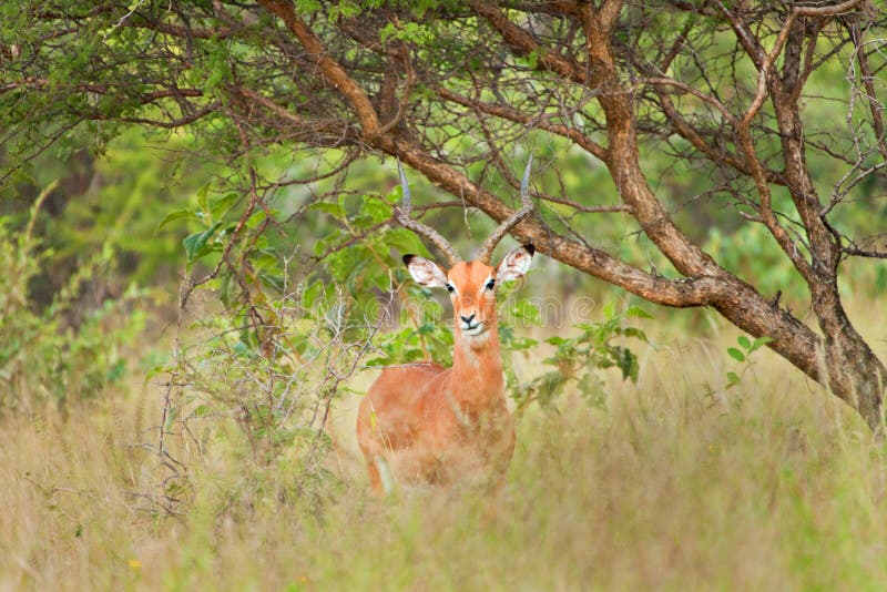 Springbok stock image. Image of animal, savannah, springbok - 20607325