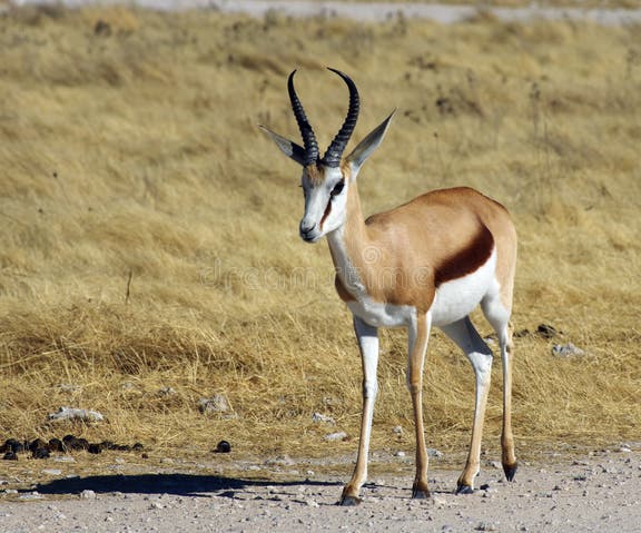 Springbok stock photo. Image of african, africa, etosha - 21059976