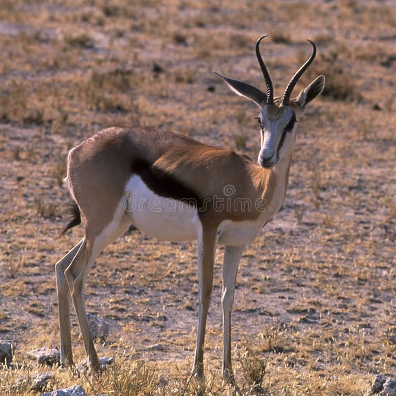 Springbok stock photo. Image of mammal, bush, national - 22476686