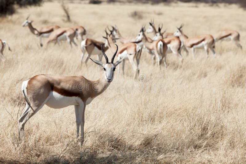 Springbok stock image. Image of antelope, namibia, dune - 24081263