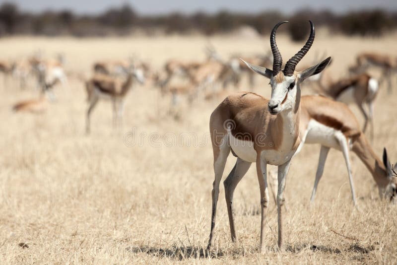 Springbok stock image. Image of drought, environment - 24081379