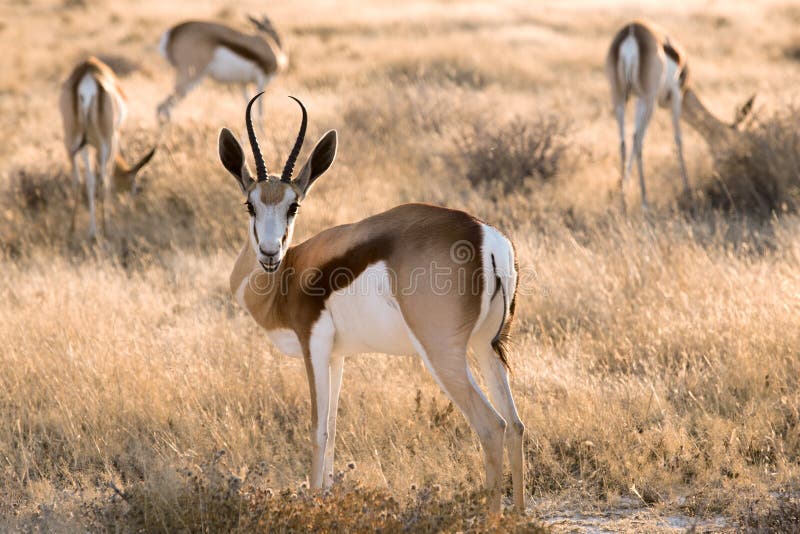 Springbok stock photo. Image of dramatic, horizon, antelope - 24081578