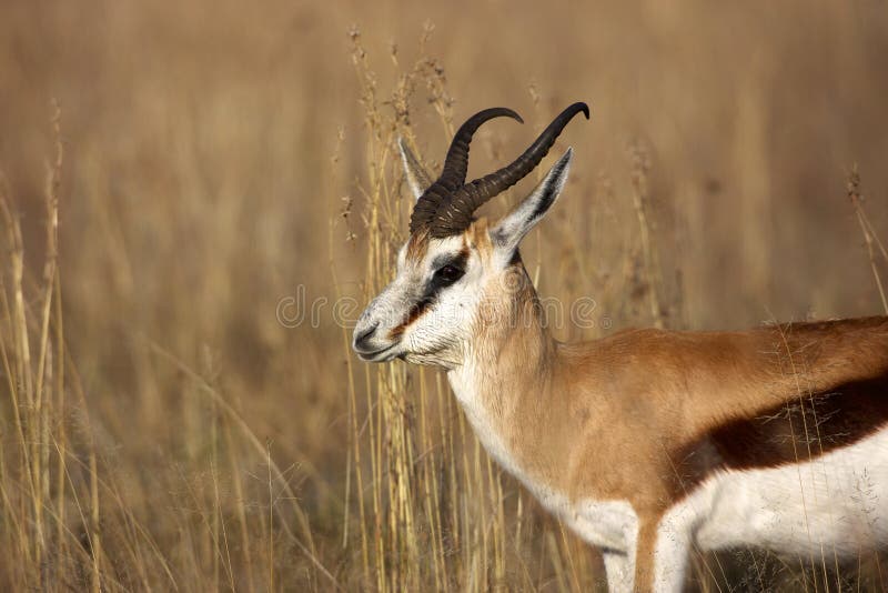 Springbok stock photo. Image of prey, marsupialis, game - 86834502