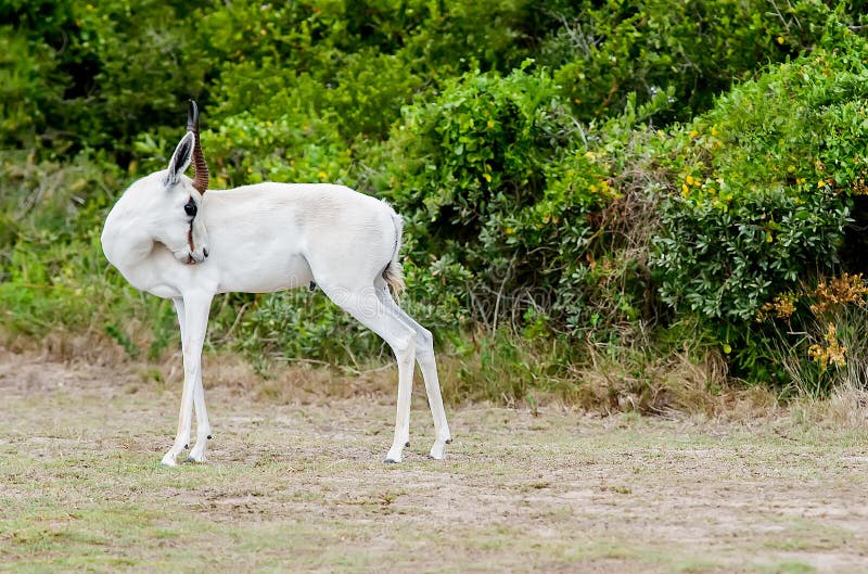 Springbok stock photo. Image of horn, nature, africa - 25748558