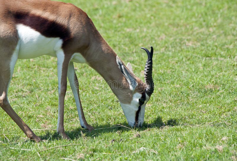 Springbok stock image. Image of thick, brown, gazelle - 26066001