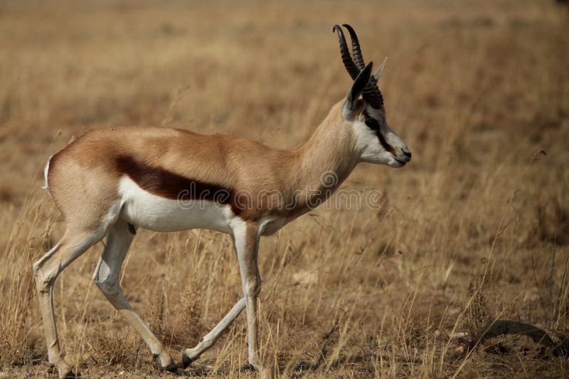 Springbok stock photo. Image of african, africa, etosha - 21059976