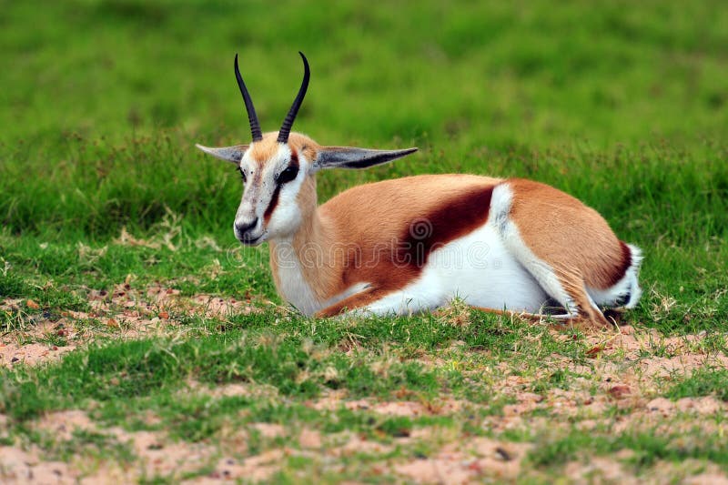 Springbok stock photo. Image of park, springboks, nature - 28485682