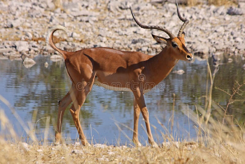 504 Springbok Life Cycle Stock Photos - Free & Royalty-Free Stock ...