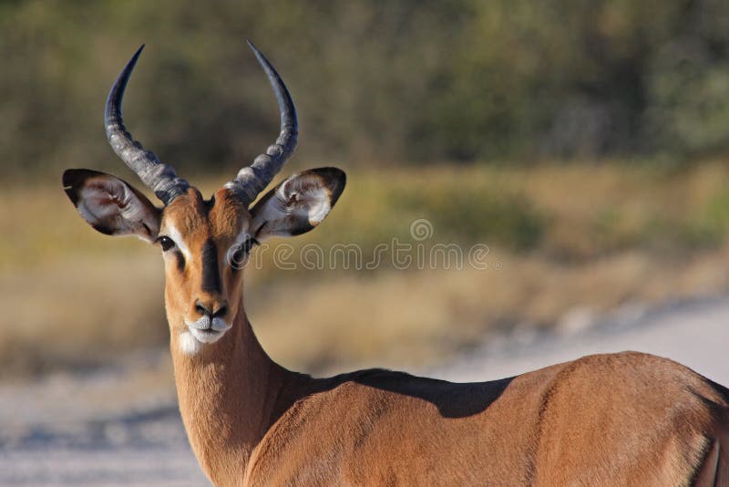504 Springbok Life Cycle Stock Photos - Free & Royalty-Free Stock ...